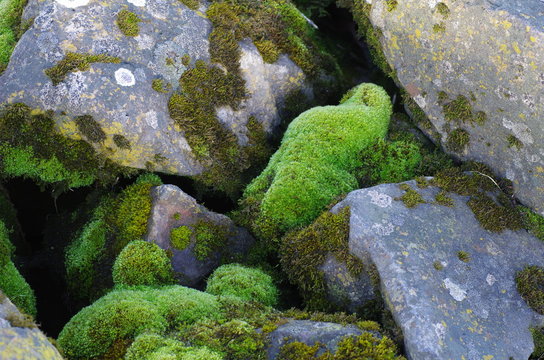 รูปภาพAlge – เลือกดูภาพถ่ายสต็อก เวกเตอร์ และวิดีโอ3,714 | Adobe Stock