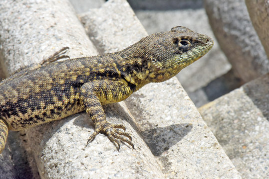 Calango Bilder – Durchsuchen 327 Archivfotos, Vektorgrafiken und Videos ...