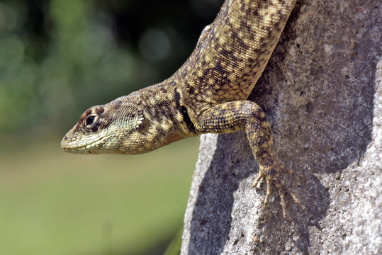 Imagens de Calango – Explore Fotografias do Stock, Vetores e Vídeos de ...