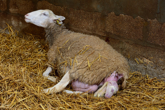 รูปภาพAgnelage – เลือกดูภาพถ่ายสต็อก เวกเตอร์ และวิดีโอ91 | Adobe Stock