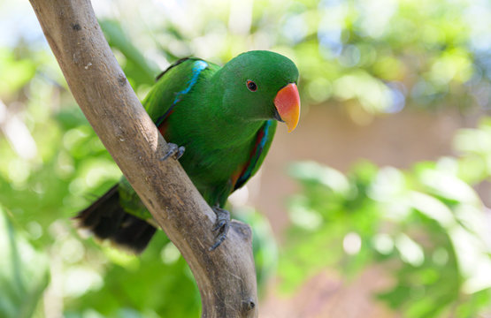 「Papagai」の画像 - 214 件の Stock 写真、ベクターおよびビデオ | Adobe Stock