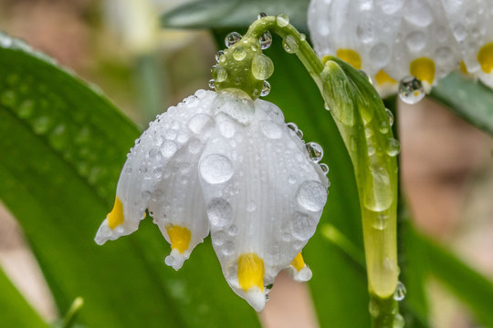"Japanische Kirsche" - Images et vidéos libres de droits | Adobe Stock