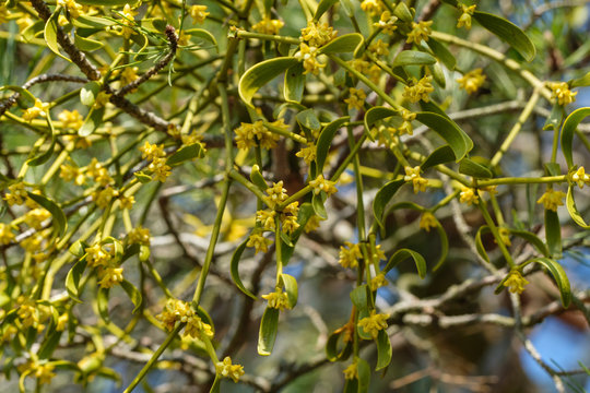 Misteln Bilder – Durchsuchen 5,008 Archivfotos, Vektorgrafiken und ...
