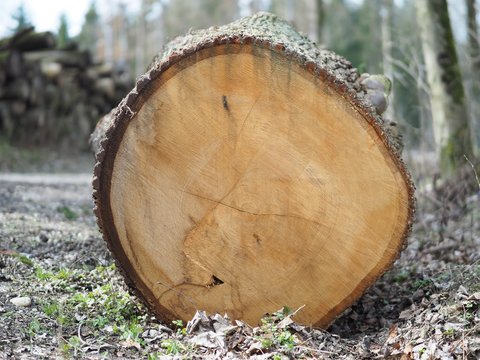 Eschenbaum Images – Browse 25 Stock Photos, Vectors, and Video | Adobe ...