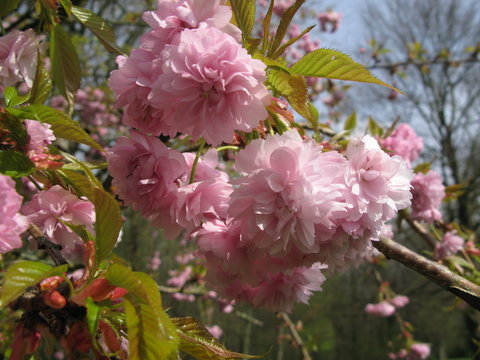 "Japanische Kirsche" Images – Parcourir 631 le catalogue de photos ...