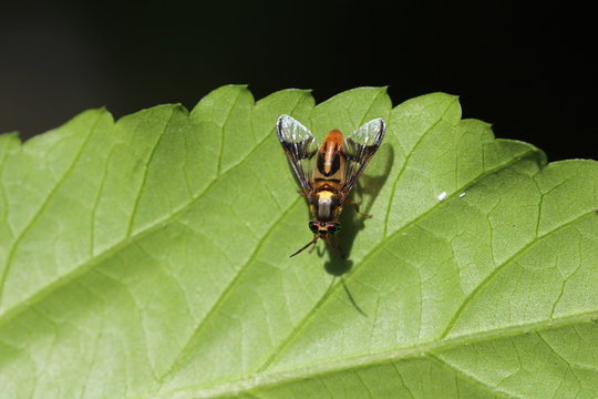 Imagens de Chrysops – Explore Fotografias do Stock, Vetores e Vídeos de ...