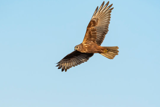 "Eastern Marsh Harrier" Images – Browse 382 Stock Photos, Vectors, and ...