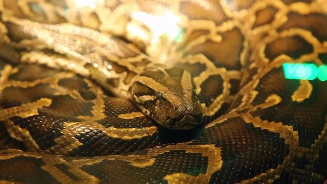 รูปภาพCorallus – เลือกดูภาพถ่ายสต็อก เวกเตอร์ และวิดีโอ892 | Adobe Stock