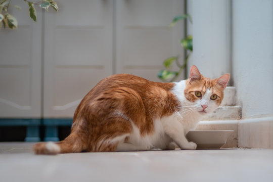 รูปภาพAgachado – เลือกดูภาพถ่ายสต็อก เวกเตอร์ และวิดีโอ182 | Adobe Stock