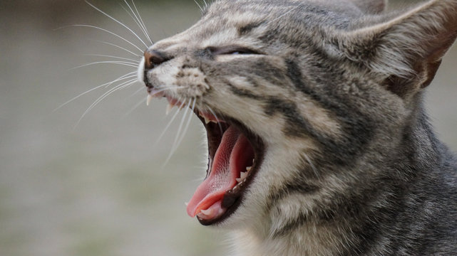 Katzengebiss-Bilder: Stock-Fotos & -Videos. | Adobe Stock