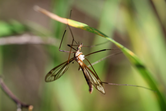 รูปภาพMoskito – เลือกดูภาพถ่ายสต็อก เวกเตอร์ และวิดีโอ2,809 | Adobe Stock