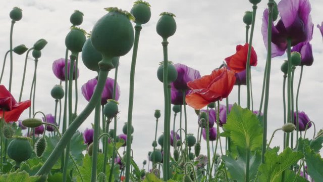 "Poppy Seed Pod" Images – Browse 324 Stock Photos, Vectors, and Video ...