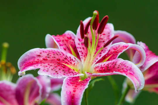 Uchida Images – Browse 11 Stock Photos, Vectors, and Video | Adobe Stock