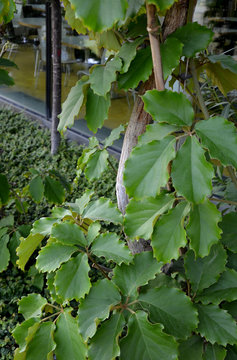 Tetrastigma Images – Browse 30 Stock Photos, Vectors, and Video | Adobe ...