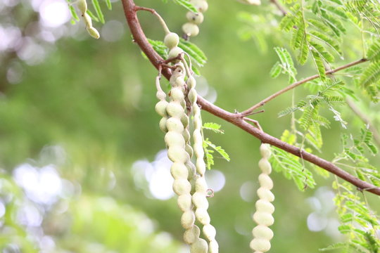 Babula Images – Browse 15 Stock Photos, Vectors, and Video | Adobe Stock