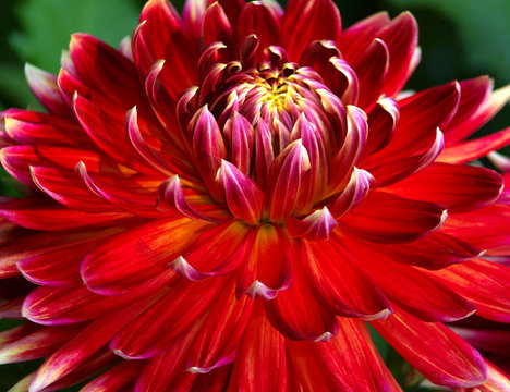 Imágenes de "Bordeaux Background": descubre bancos de fotos ...