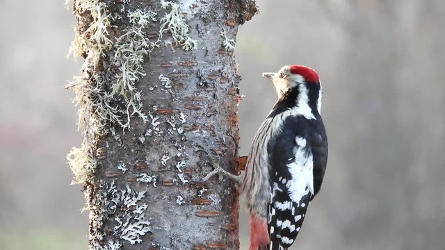 Medius Images – Browse 1,990 Stock Photos, Vectors, and Video | Adobe Stock