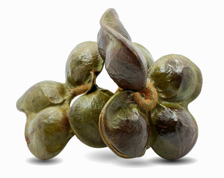 รูปภาพJengkol – เลือกดูภาพถ่ายสต็อก เวกเตอร์ และวิดีโอ252 | Adobe Stock