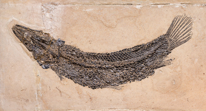 "Prehistoric Fish" Images – Browse 587 Stock Photos, Vectors, and Video ...