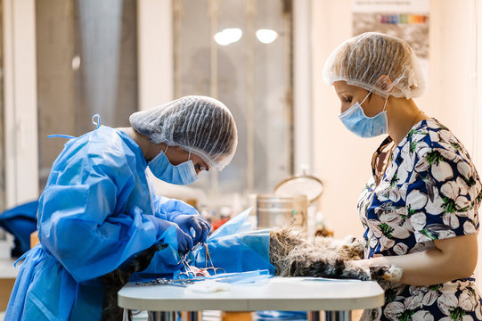 Castration Images – Browse 6,331 Stock Photos, Vectors, and Video ...