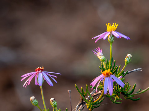 "African Flora" Images – Browse 171 Stock Photos, Vectors, and Video ...