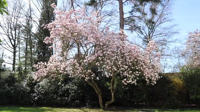 Loofboom bilder – Bläddra bland 8 stockfoton, vektorer och videor ...