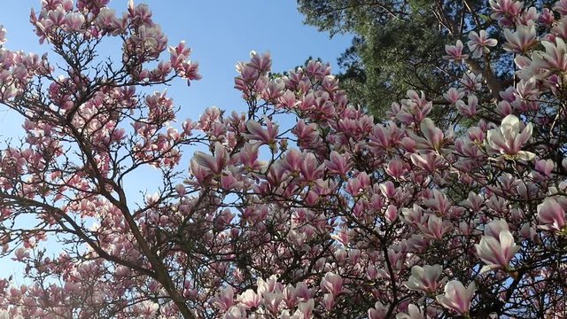 Loofboom bilder – Bläddra bland 8 stockfoton, vektorer och videor ...