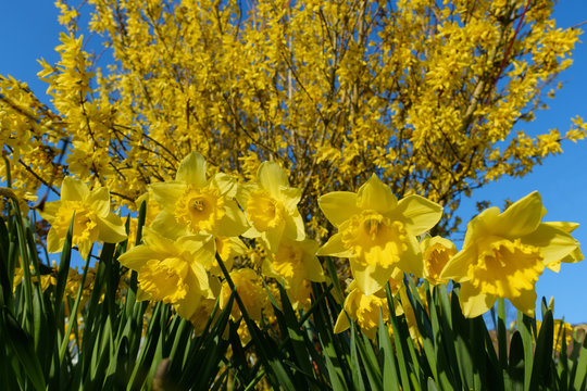 Lycorin Images – Browse 30 Stock Photos, Vectors, and Video | Adobe Stock