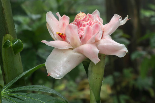 รูปภาพKantan – เลือกดูภาพถ่ายสต็อก เวกเตอร์ และวิดีโอ505 | Adobe Stock