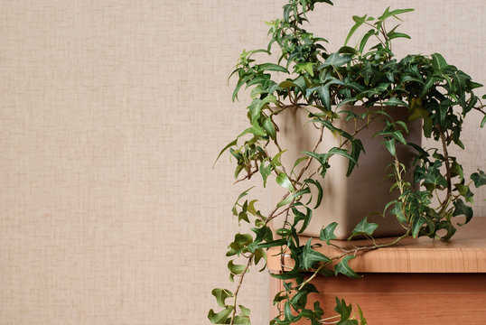 Efeuranken Bilder – Durchsuchen 3,980 Archivfotos, Vektorgrafiken und ...