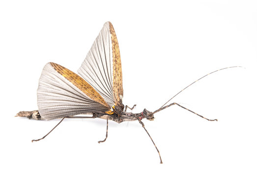 Phasmids Images – Browse 942 Stock Photos, Vectors, and Video | Adobe Stock