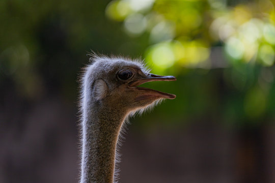 Austrich bilder – Bläddra bland 20 stockfoton, vektorer och videor ...