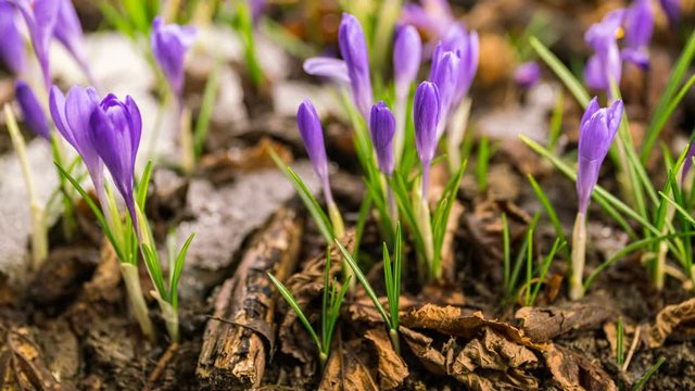 Crocus Video Footage – Browse 5,836 HD Stock Video and Footage | Adobe ...