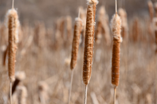 「Raupo」の画像 - 226 件の Stock 写真、ベクターおよびビデオ | Adobe Stock