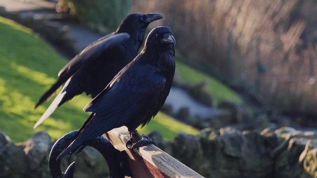 Crows Images – Browse 190,072 Stock Photos, Vectors, and Video | Adobe ...