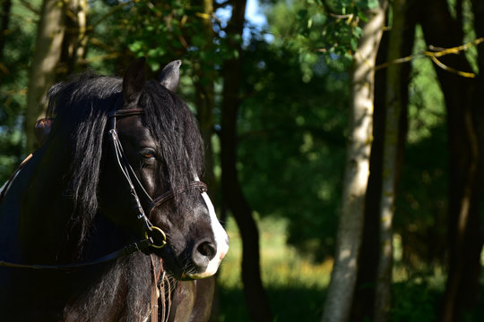 "Dales Pony"-Bilder: Stock-Fotos & -Videos. | Adobe Stock
