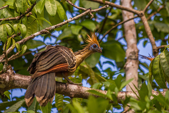 รูปภาพStinkbird – เลือกดูภาพถ่ายสต็อก เวกเตอร์ และวิดีโอ619 | Adobe Stock