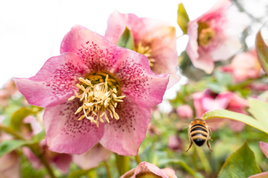 Getupft bilder – Bläddra bland 1,034 stockfoton, vektorer och videor ...