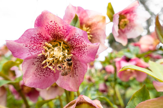 Getupft Bilder – Durchsuchen 1,100 Archivfotos, Vektorgrafiken und ...