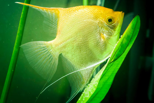 Freshwater Yellow Angelfish