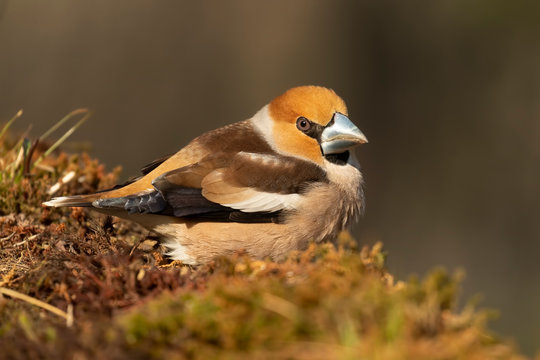 รูปภาพCardellino – เลือกดูภาพถ่ายสต็อก เวกเตอร์ และวิดีโอ467 | Adobe Stock