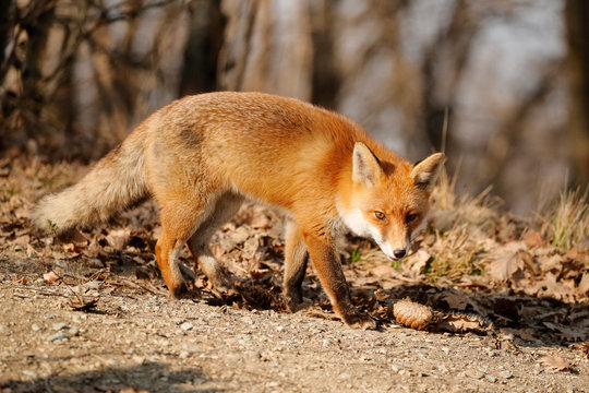 รูปภาพ"Volpe Rossa" – เลือกดูภาพถ่ายสต็อก เวกเตอร์ และวิดีโอ158 | Adobe ...