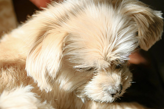 How Do I Choose A Cuddly Puppy