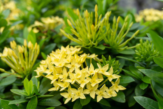 Imágenes de Viruchi: descubre bancos de fotos, ilustraciones, vectores ...