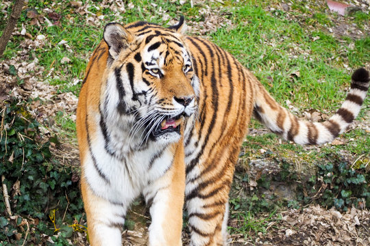 Zooo Images – Browse 46 Stock Photos, Vectors, and Video | Adobe Stock