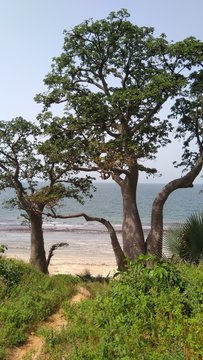 รูปภาพAffenbrotbaum – เลือกดูภาพถ่ายสต็อก เวกเตอร์ และวิดีโอ688 | Adobe ...