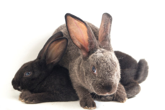 Grey Mini Rex Rabbits
