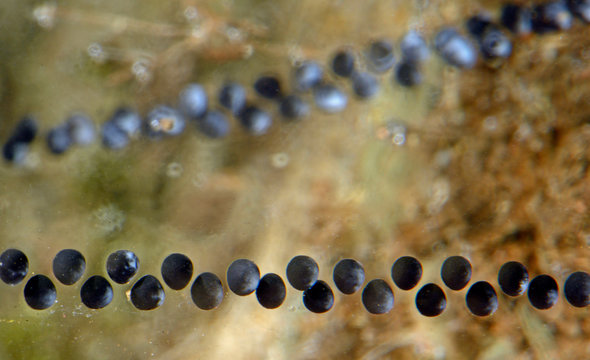 「Froschlaich」の画像 - 513 件の Stock 写真、ベクターおよびビデオ | Adobe Stock