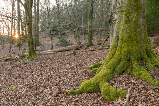 Vermooster-Bilder: Stock-Fotos & -Videos. | Adobe Stock
