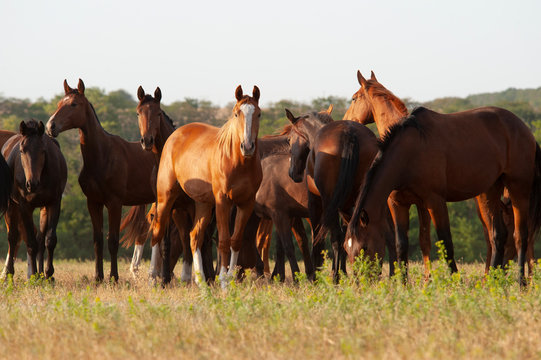 Chevalin bilder – Bläddra bland 6,610 stockfoton, vektorer och videor ...